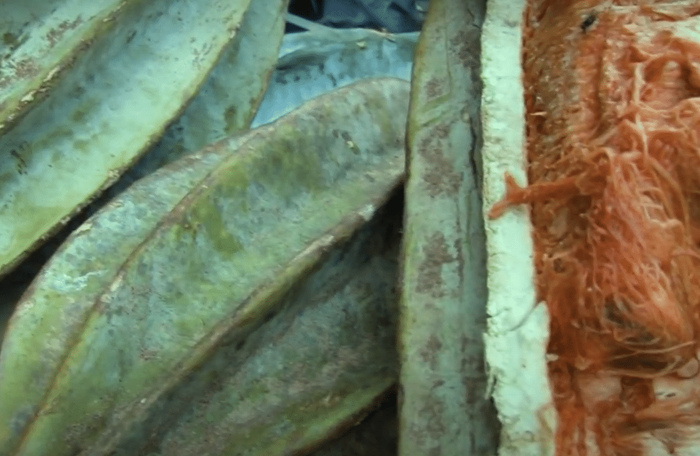 »Kilimo cha malenge« - FO-Video-Library