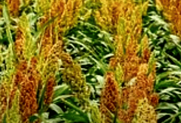 How To Grow Millets - FO-Video-Library
