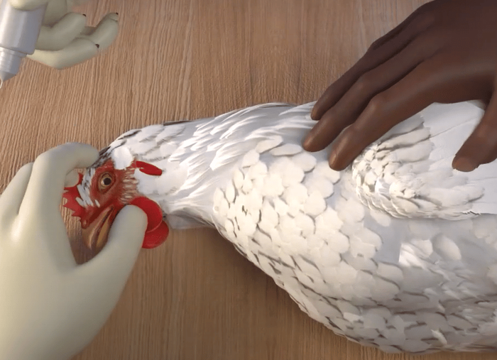 How to Protect Your Chickens from Newcastle Disease in English (USA ...