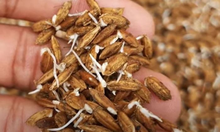 La culture du riz : La culture du riz : la germination des grains de ...