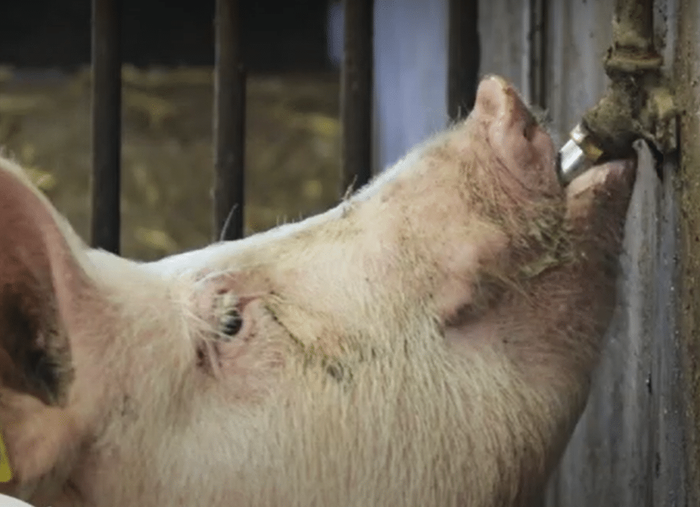 Pigs diseases and parasites and how to control them on your farm - FO ...