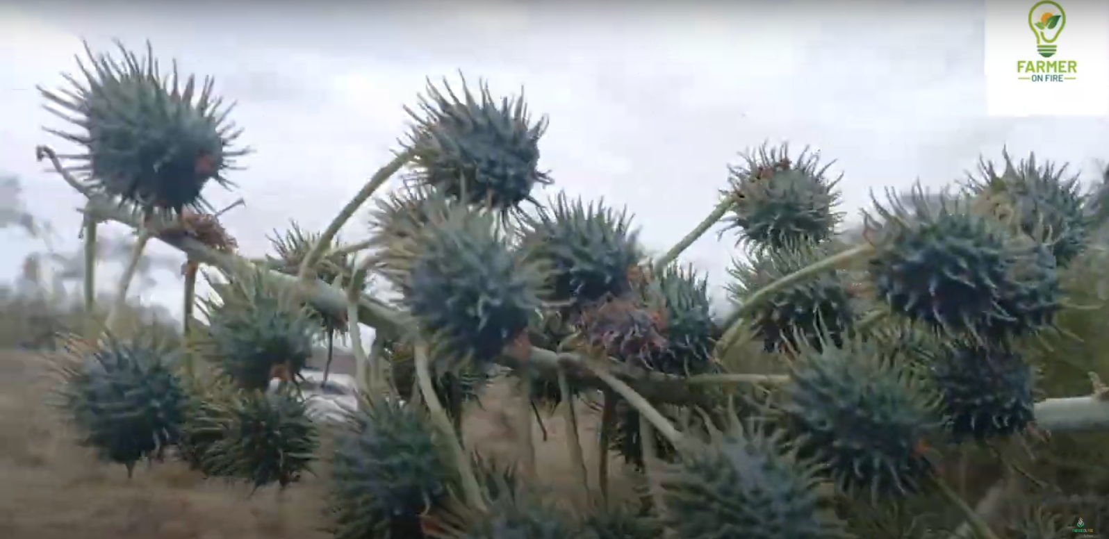 Castor Oil Farming - FO-Video-Library