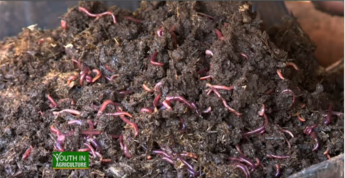 »Azolla farming Guide – Rich proteins feed for cattle and poultry |Part ...