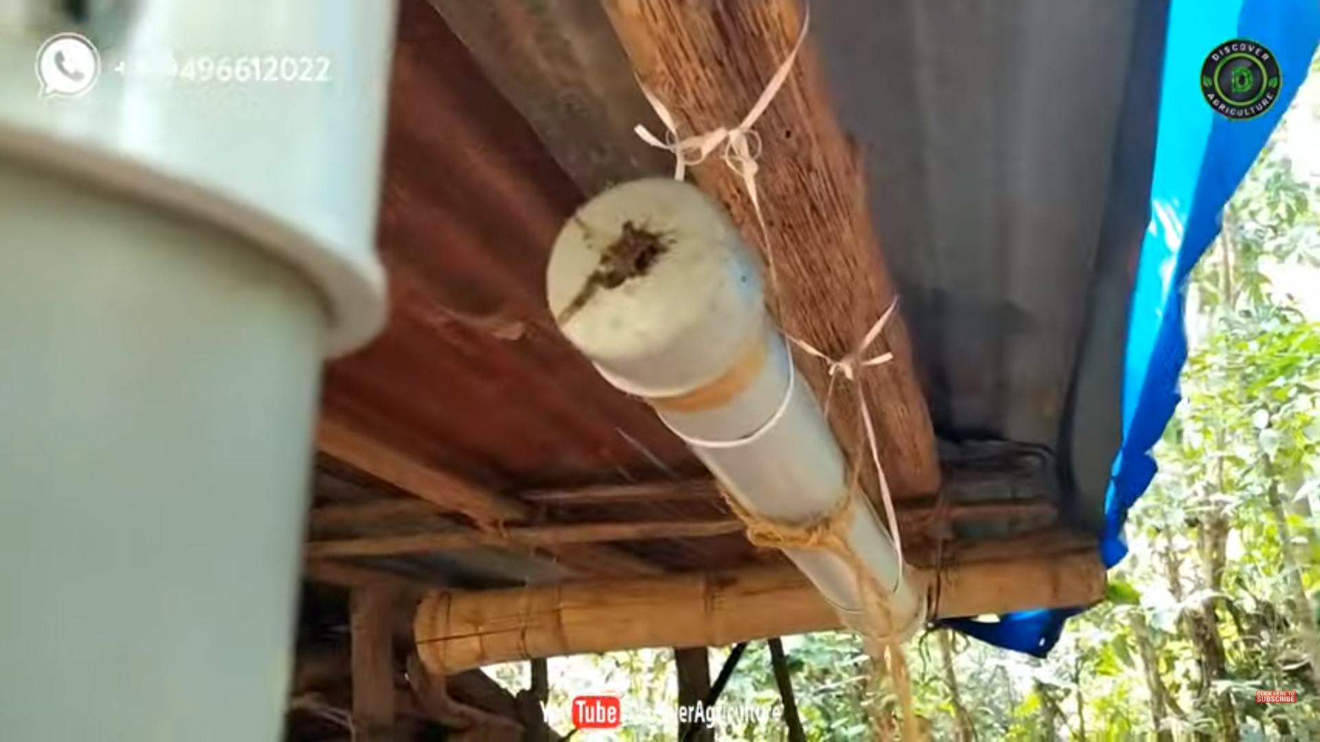 Stingless Honey Bee Farming in PVC Pipe | Beekeeping in Pipe - FO-Video ...