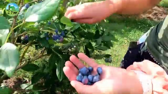 Blueberry Farming – How to Start Your Own Business Blueberry ...